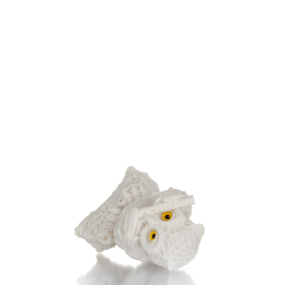 Owl or Glaucus: the sacred bird, symbol of wisdom, prudence, with fier